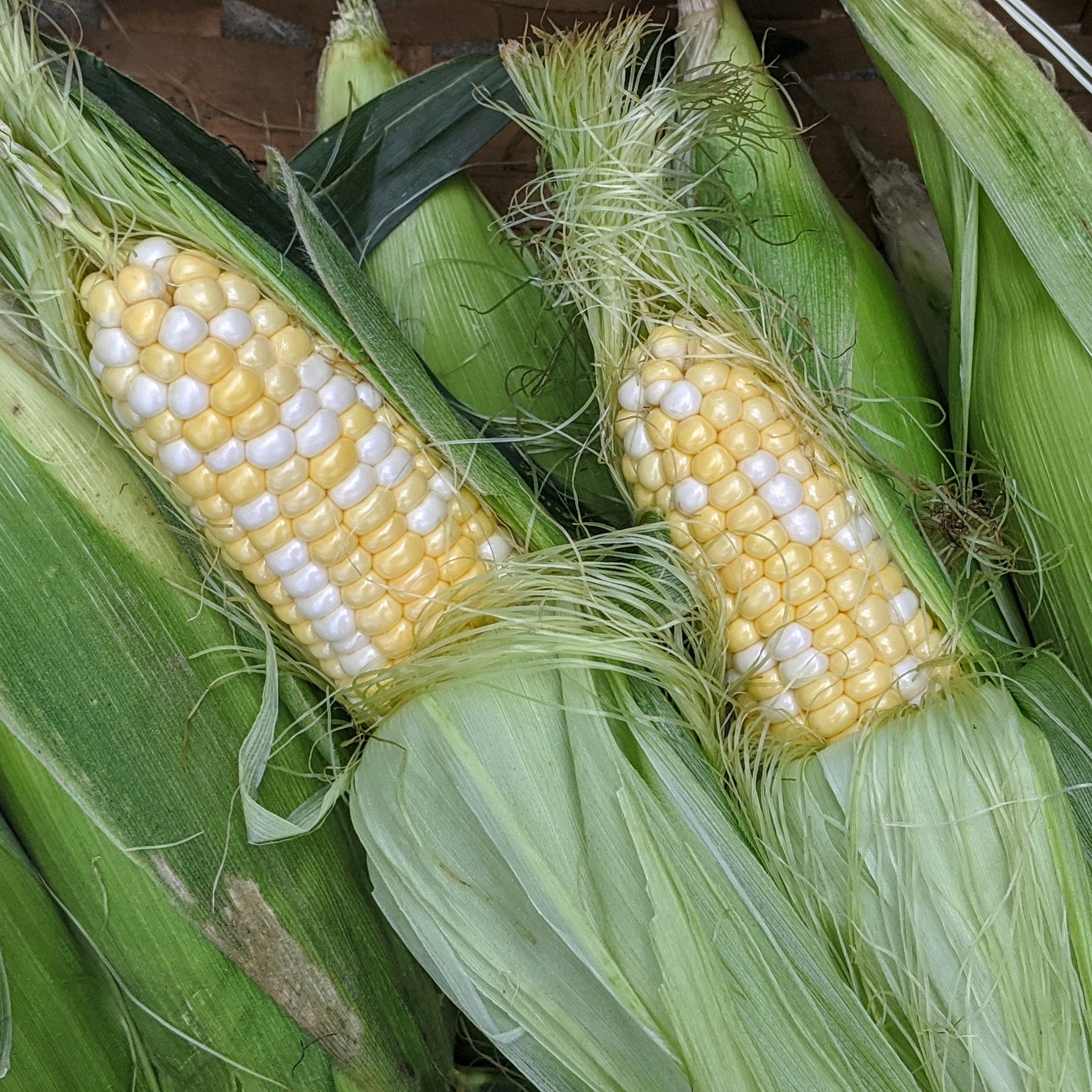 Heron Hill Sweet Corn — Bicolor | Heron Hill Farm